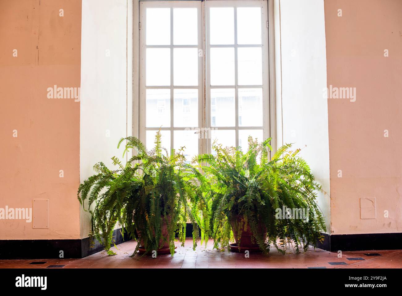 two potted fern plants on white window Stock Photo - Alamy