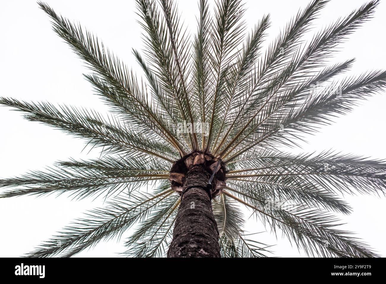 concept palm tree from below with trunk and leaves Stock Photo - Alamy