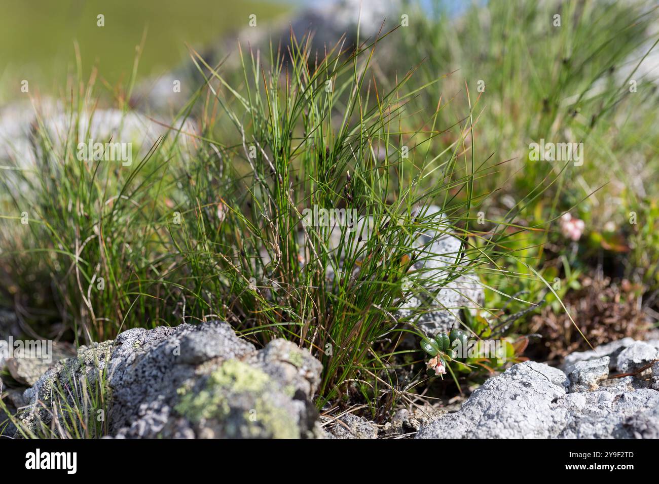 Juncus trifidus - is a flowering plant in the Juncaceae family. Juncus ...