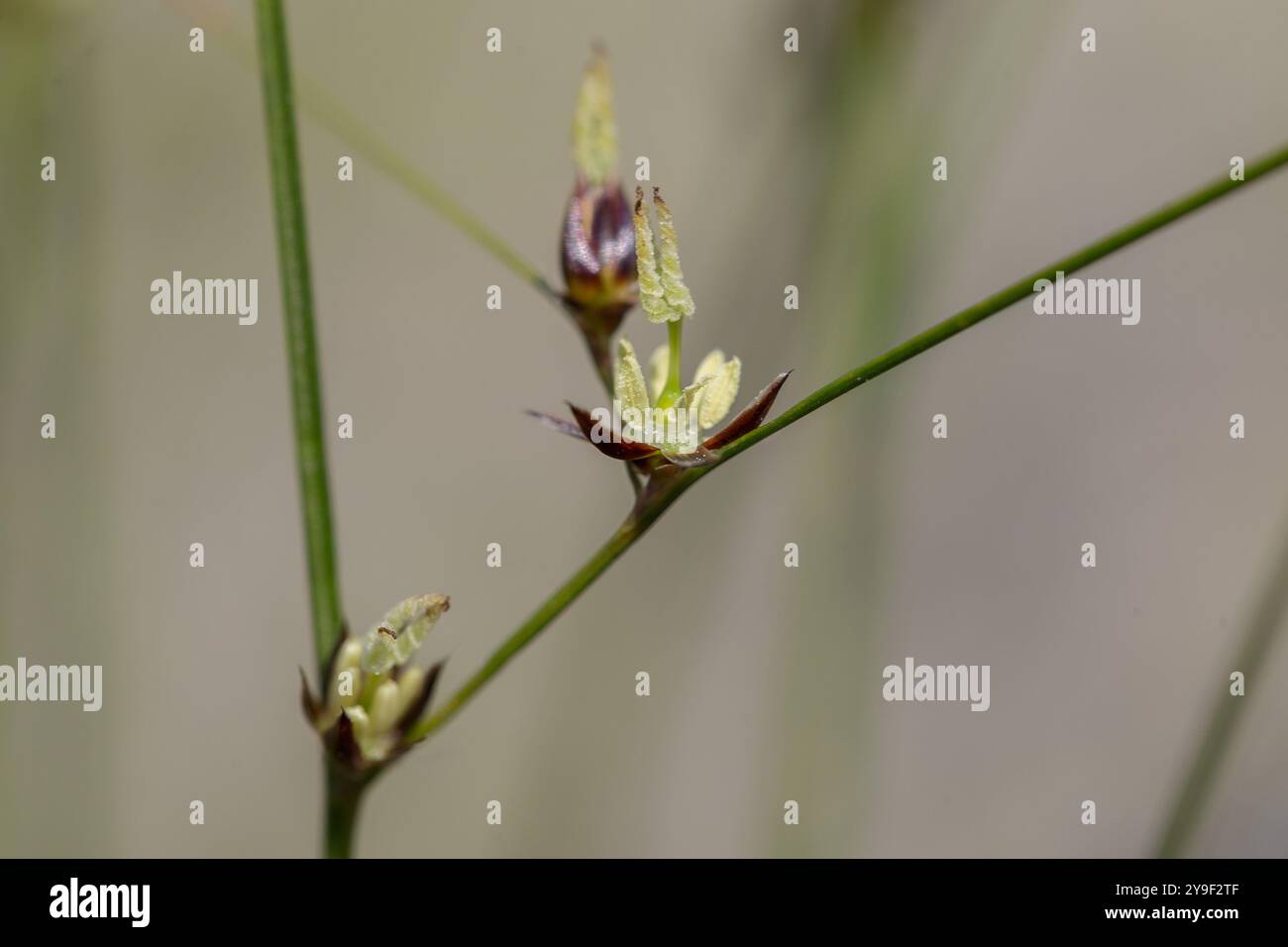 Juncus trifidus - is a flowering plant in the Juncaceae family. Juncus ...