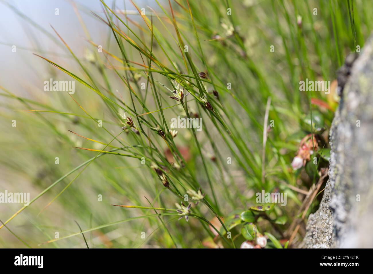 Juncus trifidus - is a flowering plant in the Juncaceae family. Juncus ...