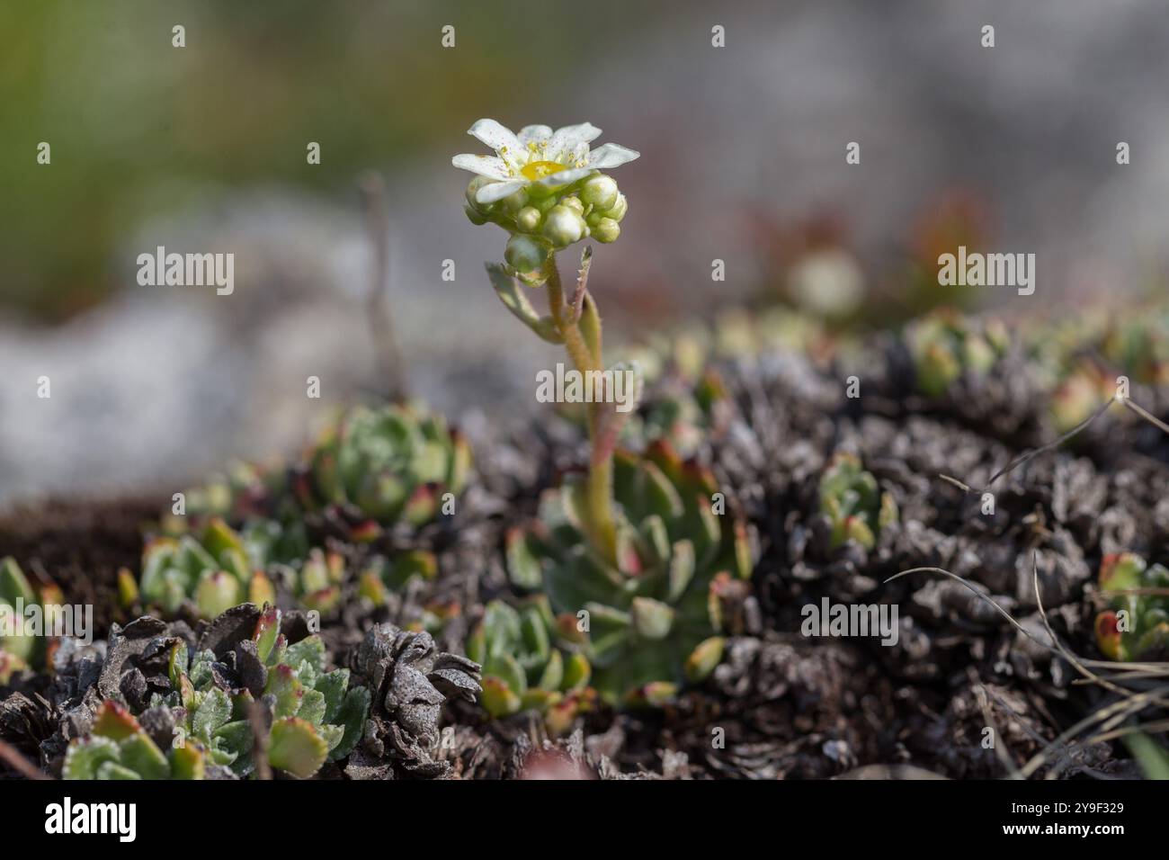 Saxifrage saxifraga paniculata hi-res stock photography and images - Alamy