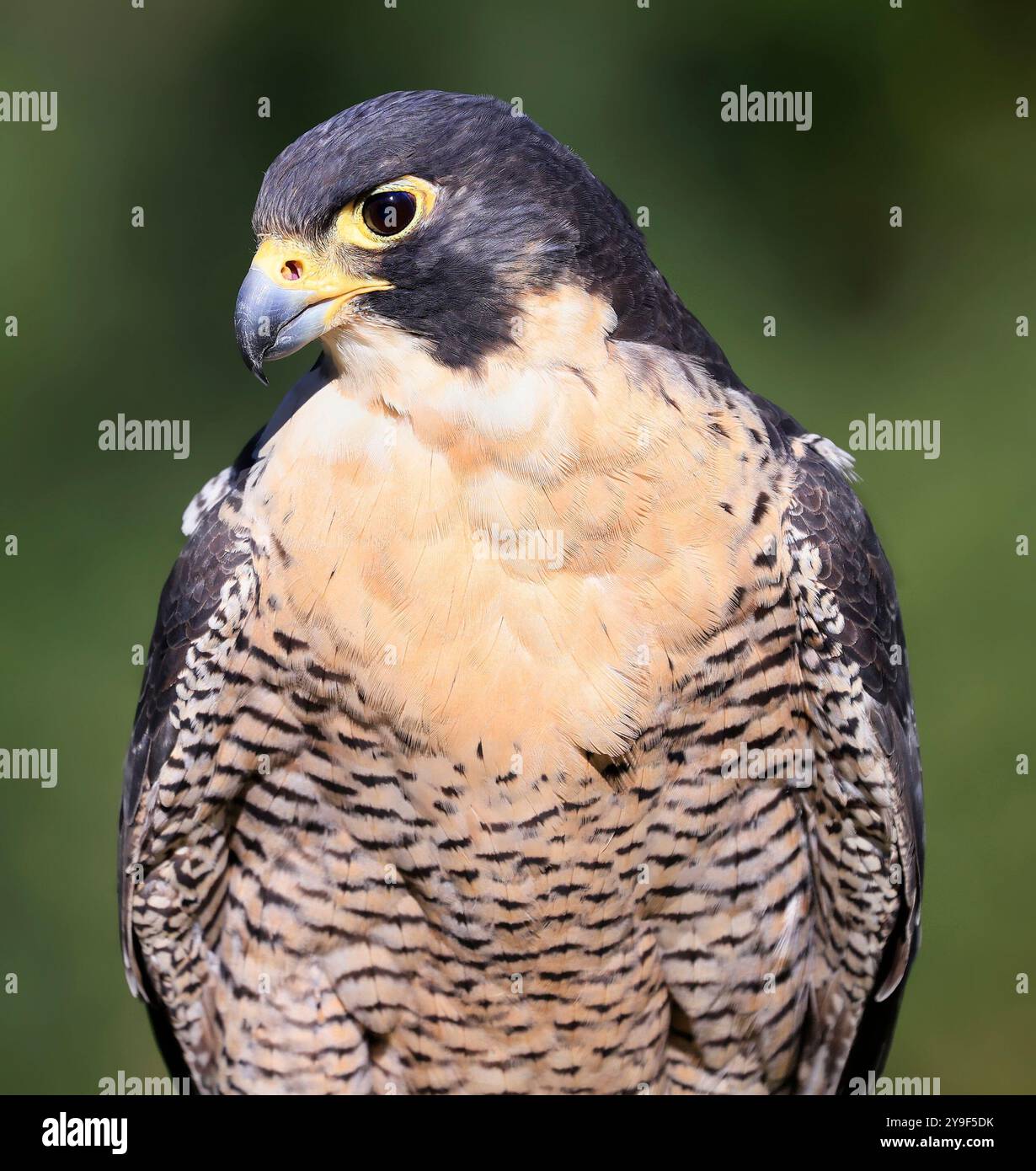 Peregrine falcon portrait with green background, Montreal, Canada Stock ...