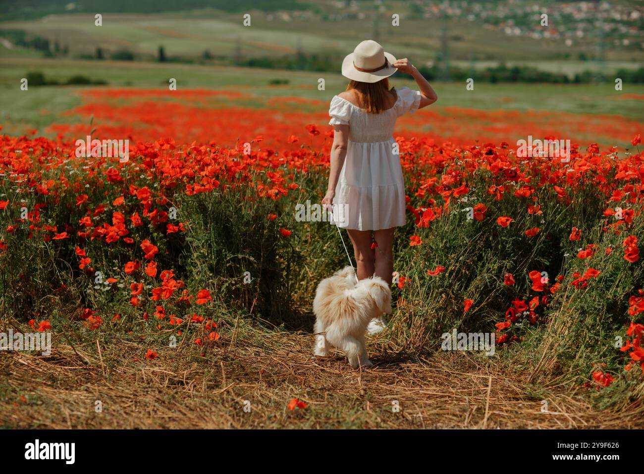 Field of poppies woman dog. Happy woman in a white dress and hat stand ...