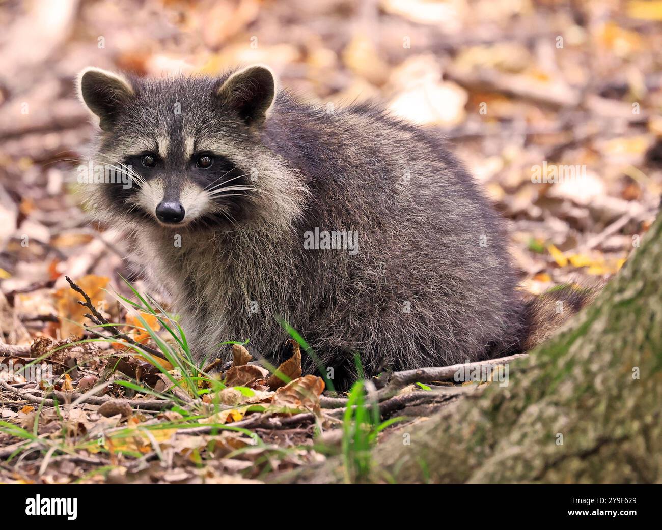 Raccoon portrait in the forest, Quebec, Canada Stock Photo - Alamy