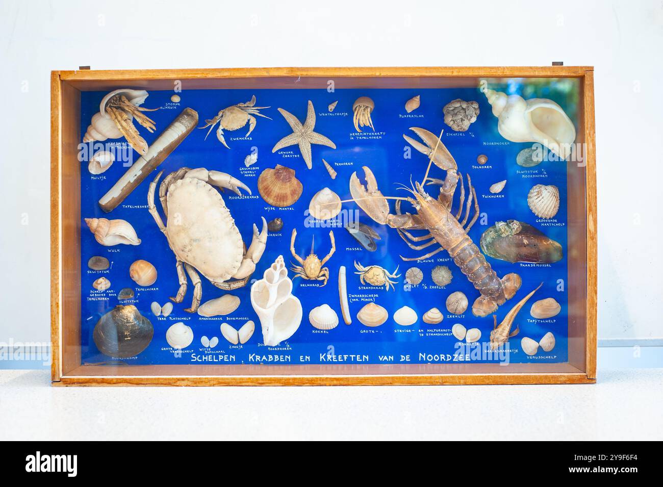 Shell collection display hi-res stock photography and images - Alamy