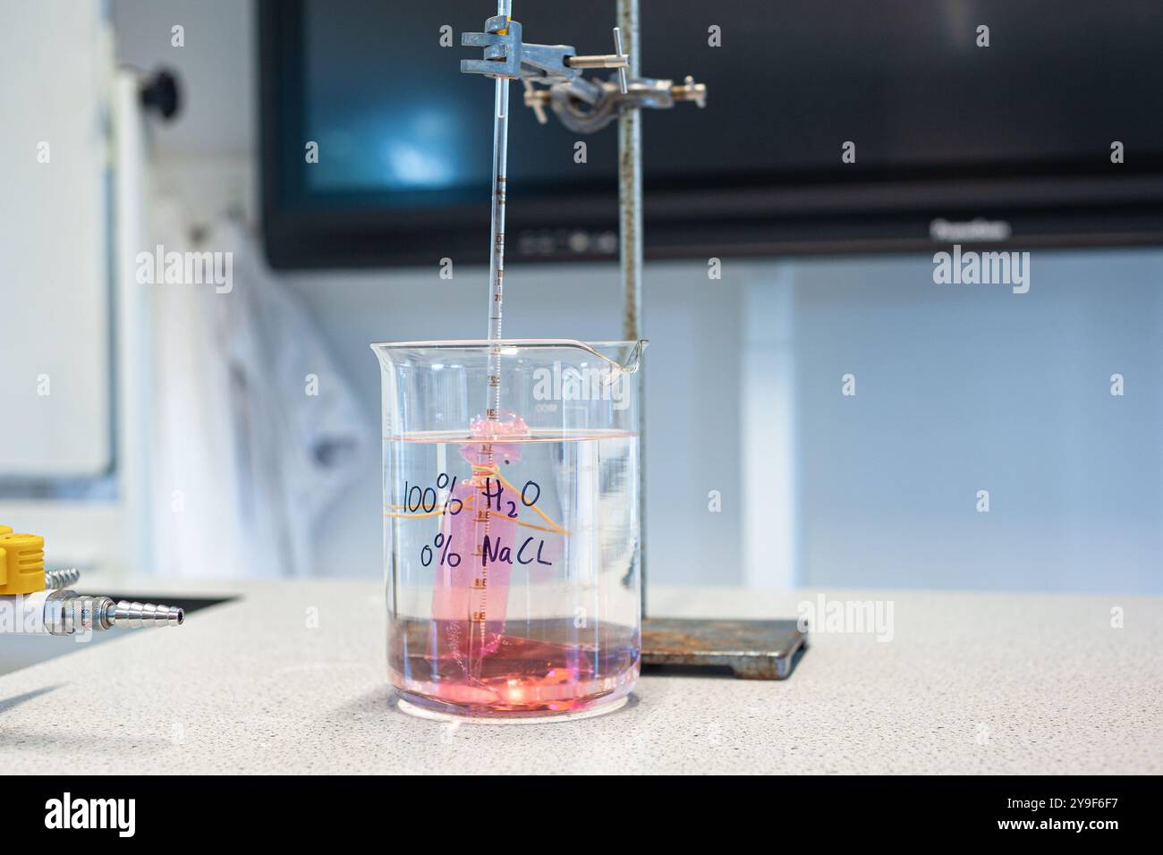 Demonstration of the action of osmosis using red colored water in a ...