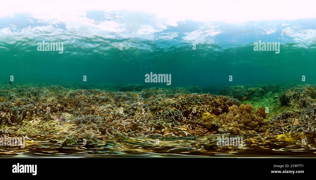 Coral reef and tropical fish under the sea floor. Underwater world life ...