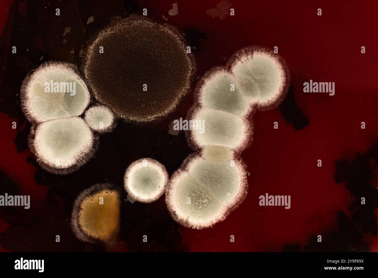 Colonies of mold and fungus on a red background. Mold in tea Stock ...