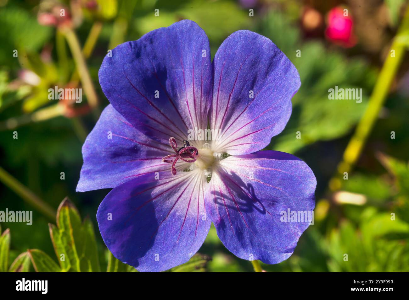 Garden Macro with geranium Rozanne in foreground contrasting with green ...