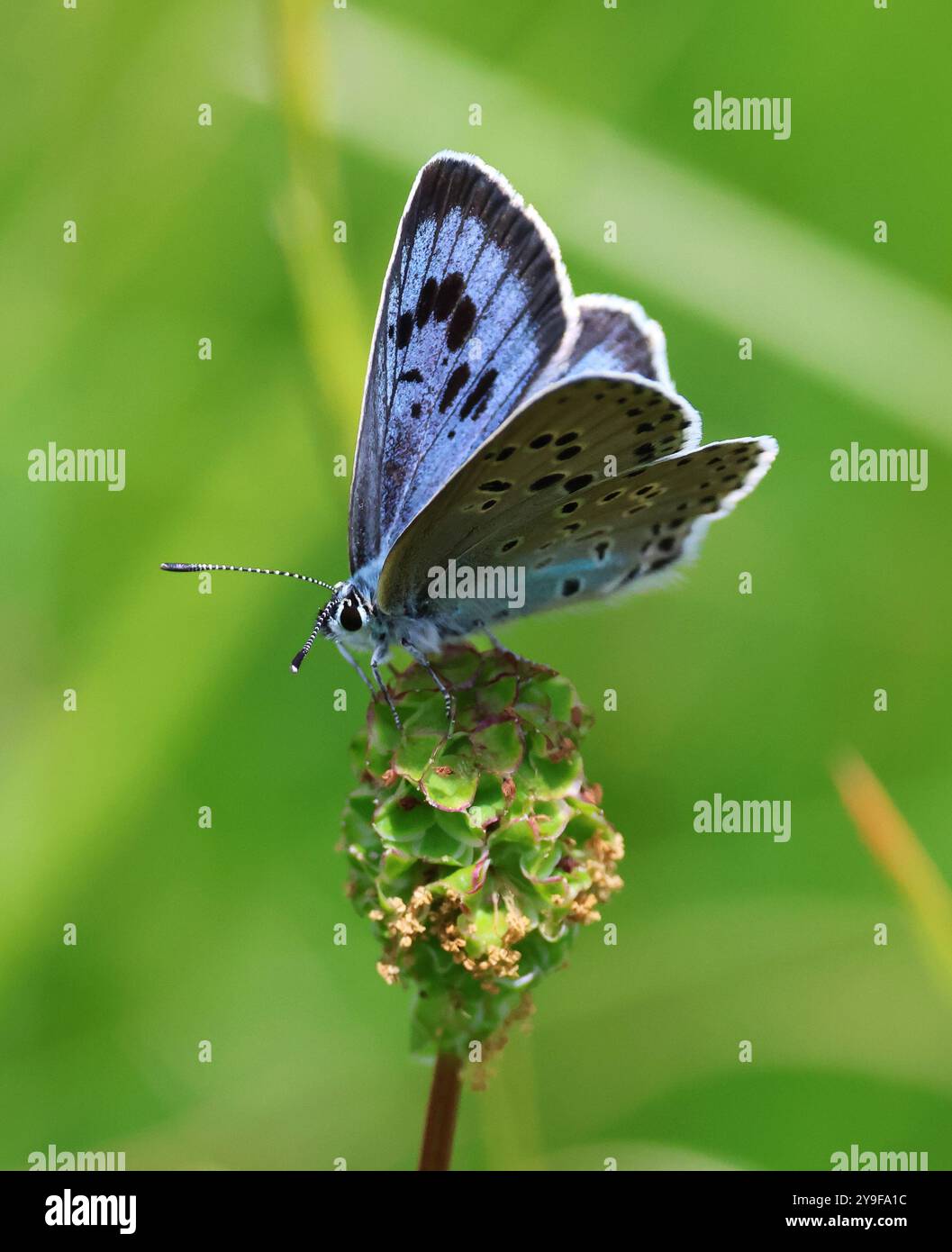 Cotswold large blue butterfly hi-res stock photography and images - Alamy