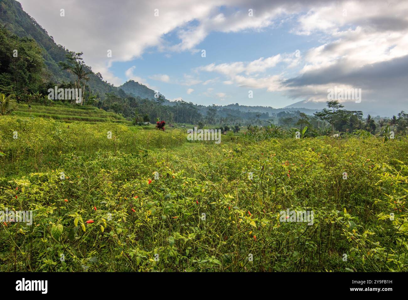 tropical landscape. Rice fields jungle and lots of nature on an island ...
