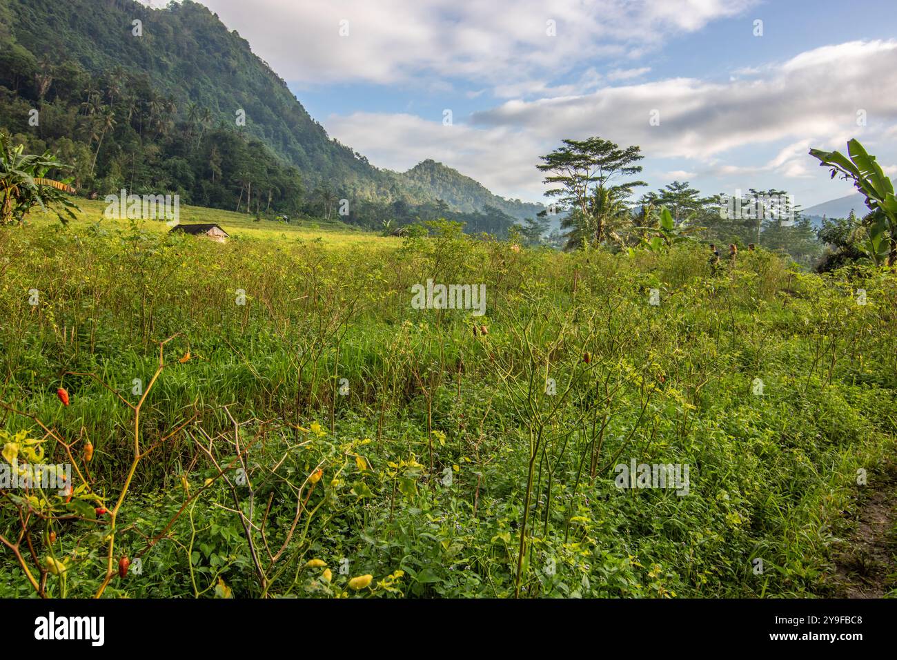 tropical landscape. Rice fields jungle and lots of nature on an island ...