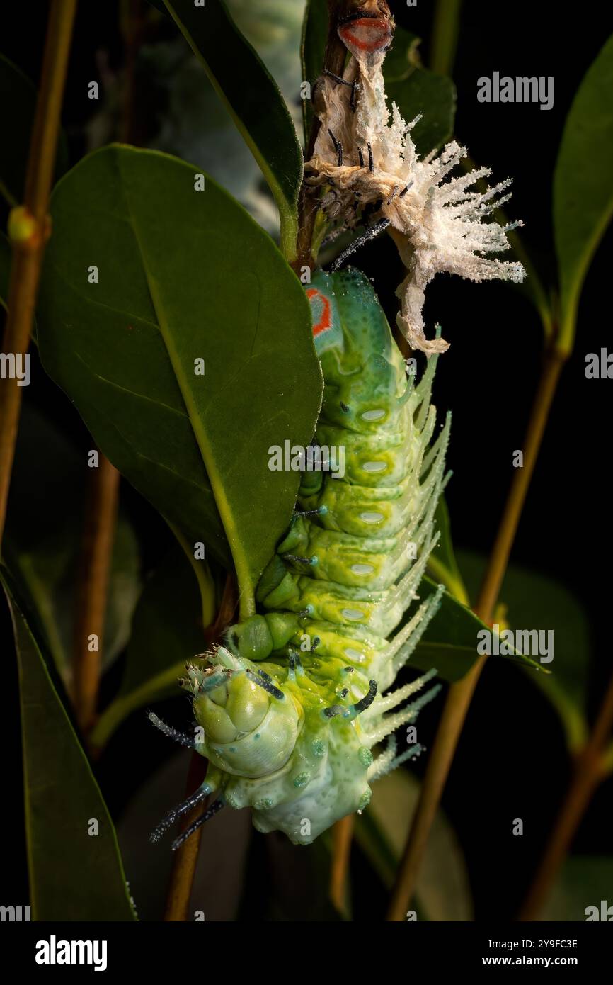 Atlas Moth caterpillar - Attacus atlas, caterpillar of beautiful large ...