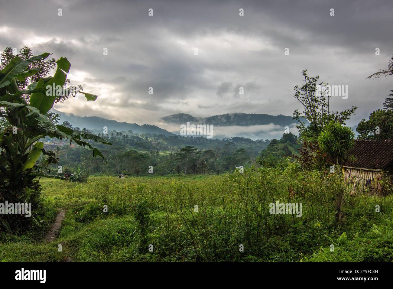 tropical landscape. Rice fields jungle and lots of nature on an island ...