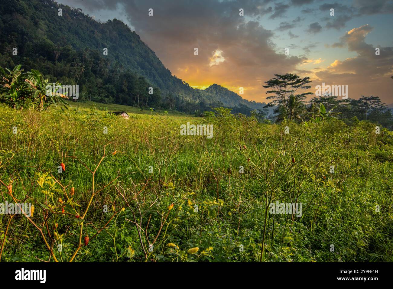 tropical landscape. Rice fields jungle and lots of nature on an island ...