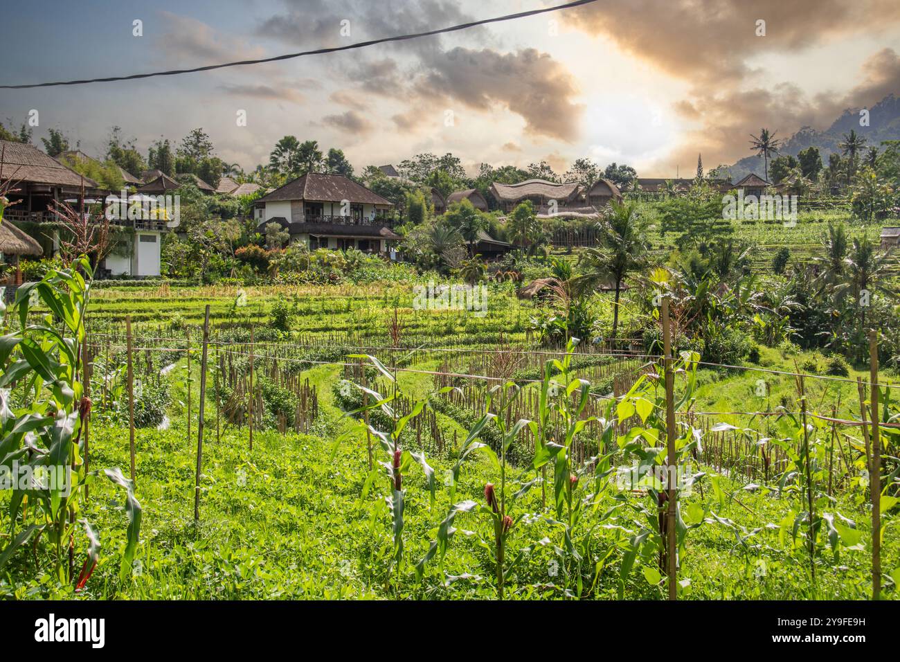 tropical landscape. Rice fields jungle and lots of nature on an island ...