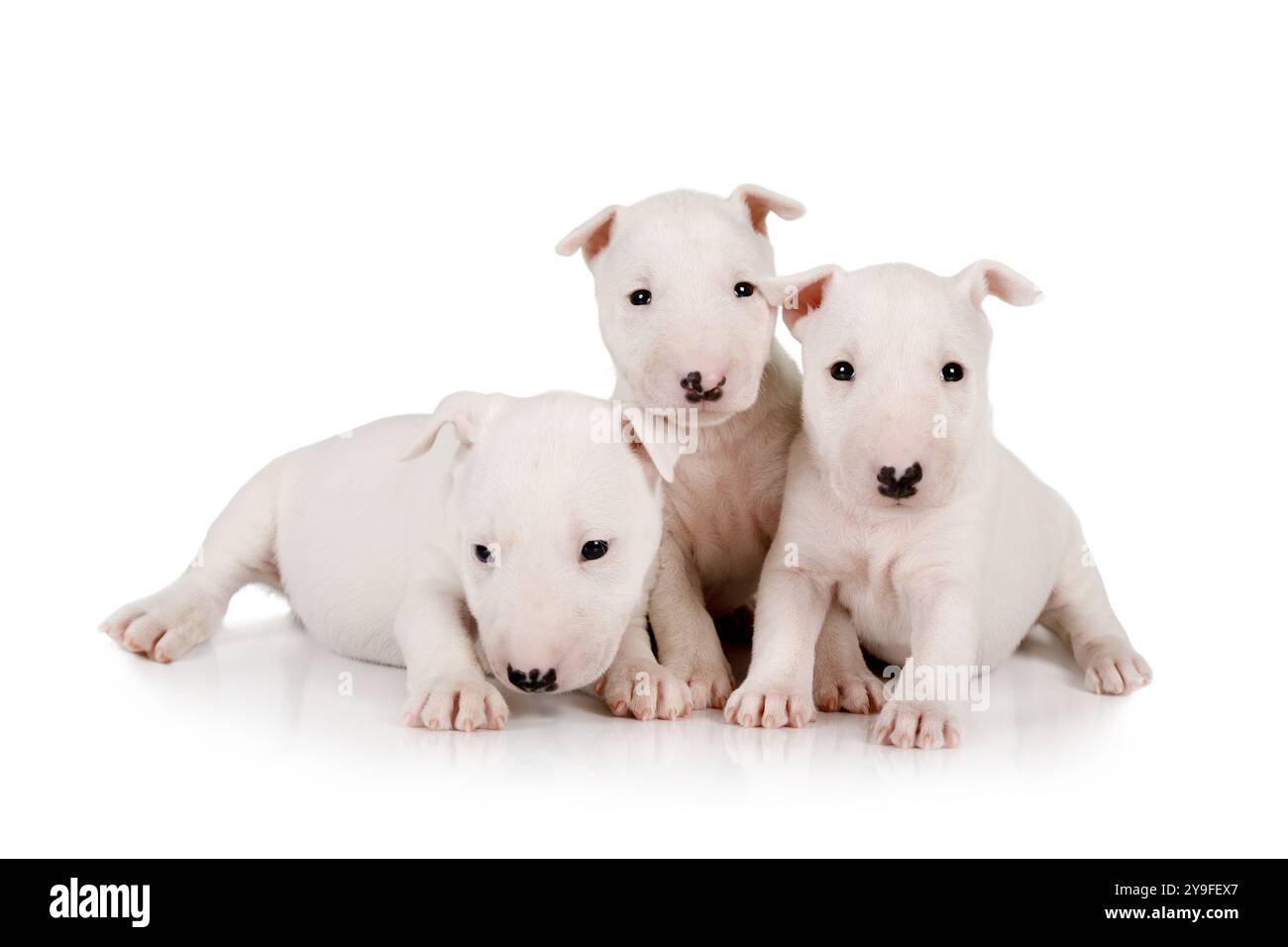 Three purebred white Miniature Bull Terrier puppies lie on a white ...