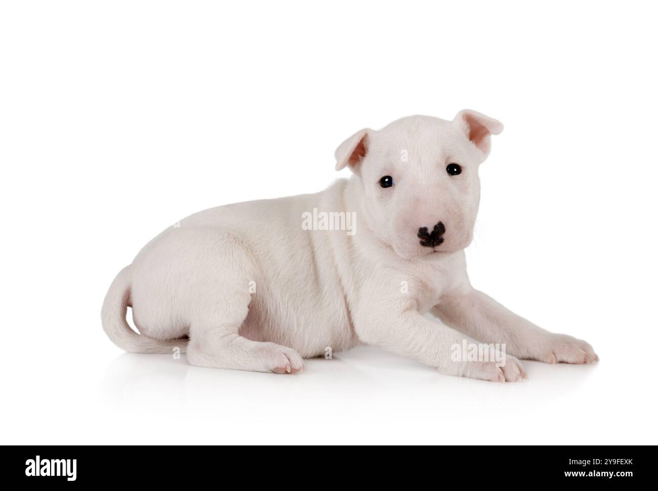 Purebred Miniature Bull Terrier puppy one month old lying on a white ...