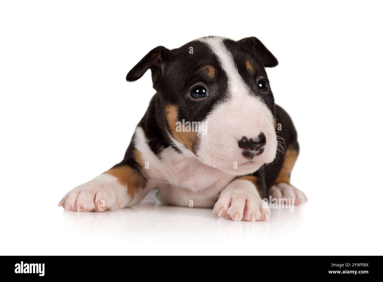 Miniature Bull Terrier puppy one month old lying on a white background ...