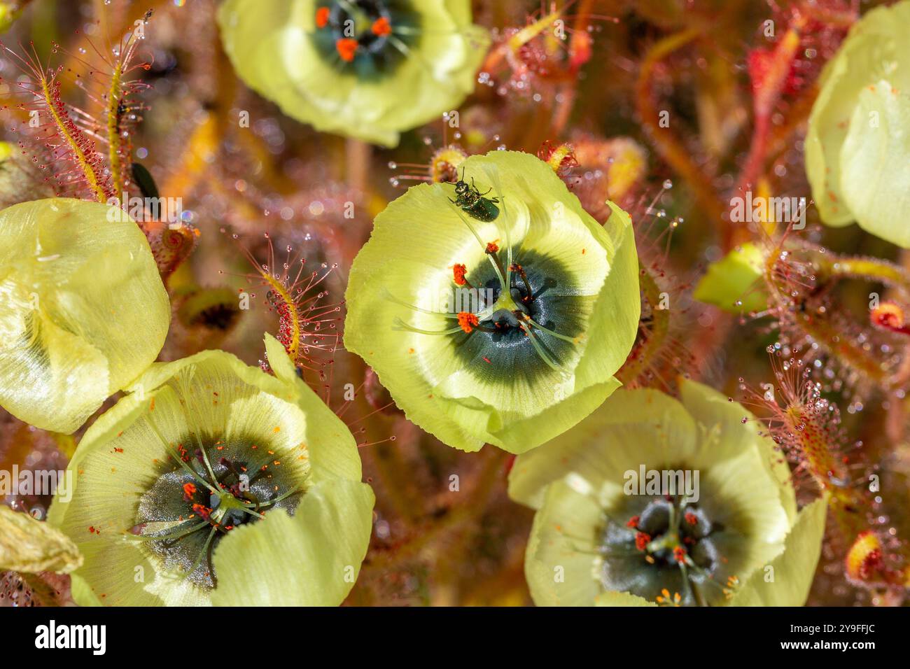 The rare yellow flowering Drosera cistiflora in natural habitat in the Western Cape of South ...