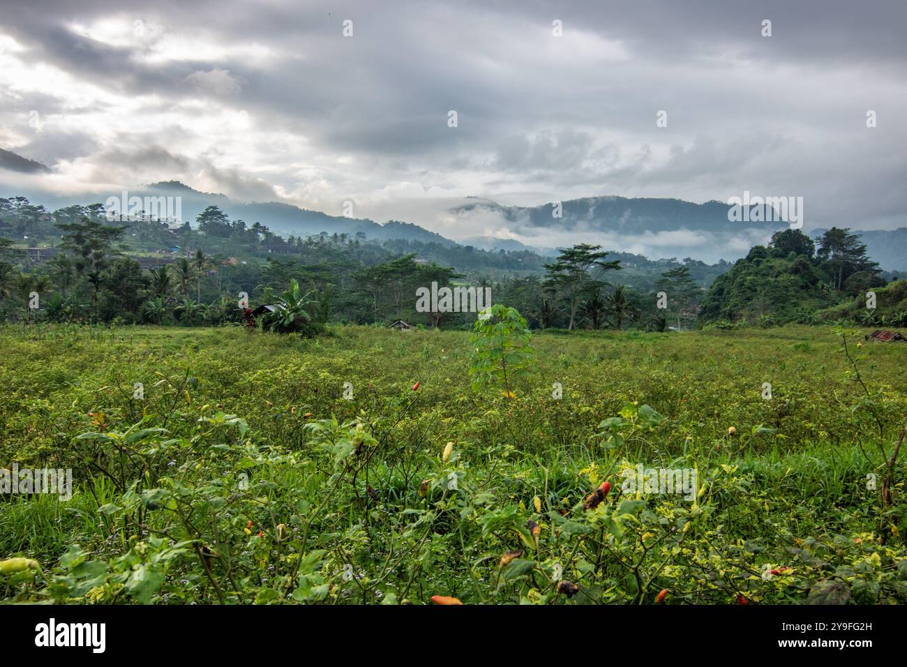 tropical landscape. Rice fields jungle and lots of nature on an island ...