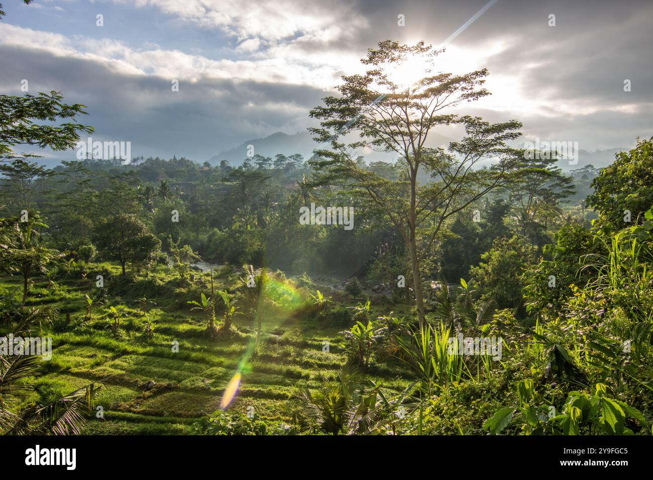 tropical landscape. Rice fields jungle and lots of nature on an island ...