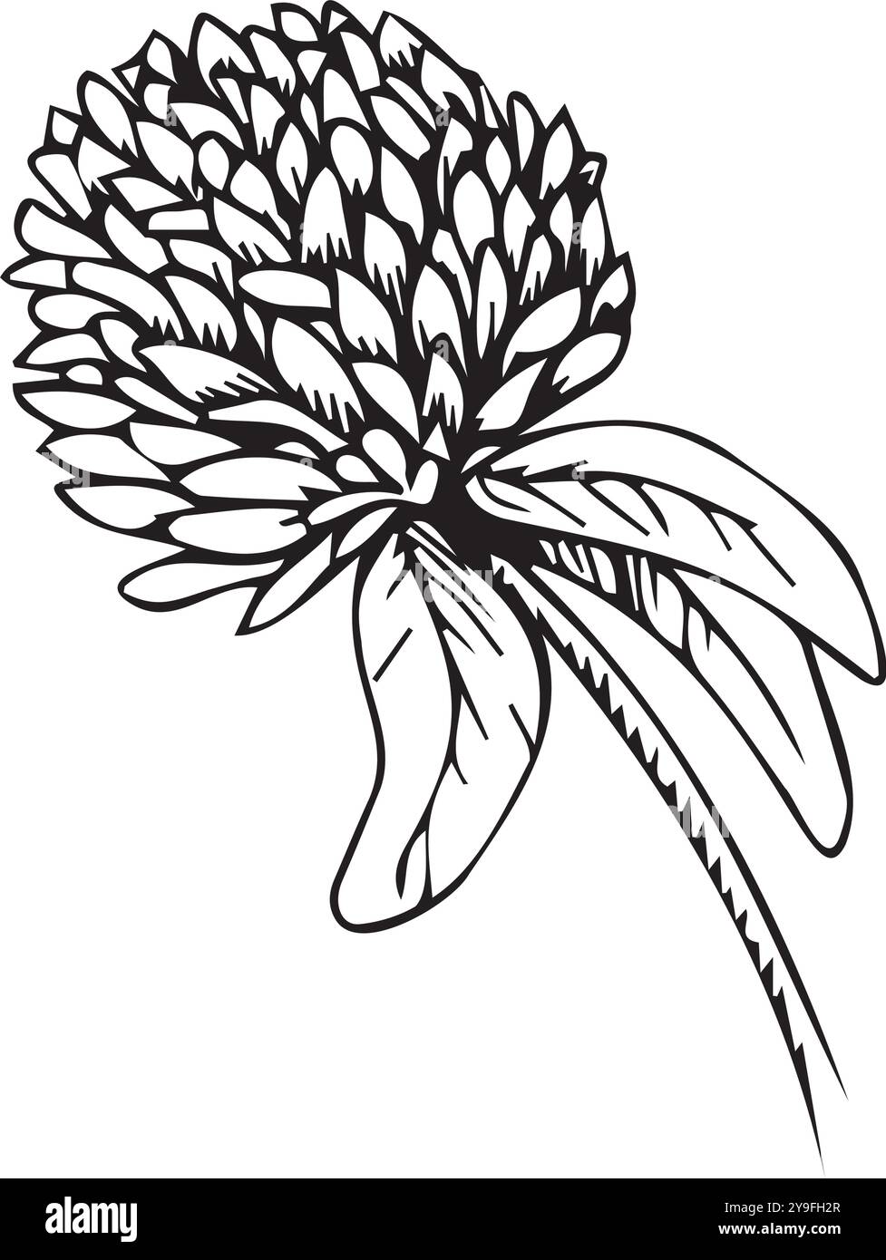 White clover in grass Stock Vector Images - Alamy