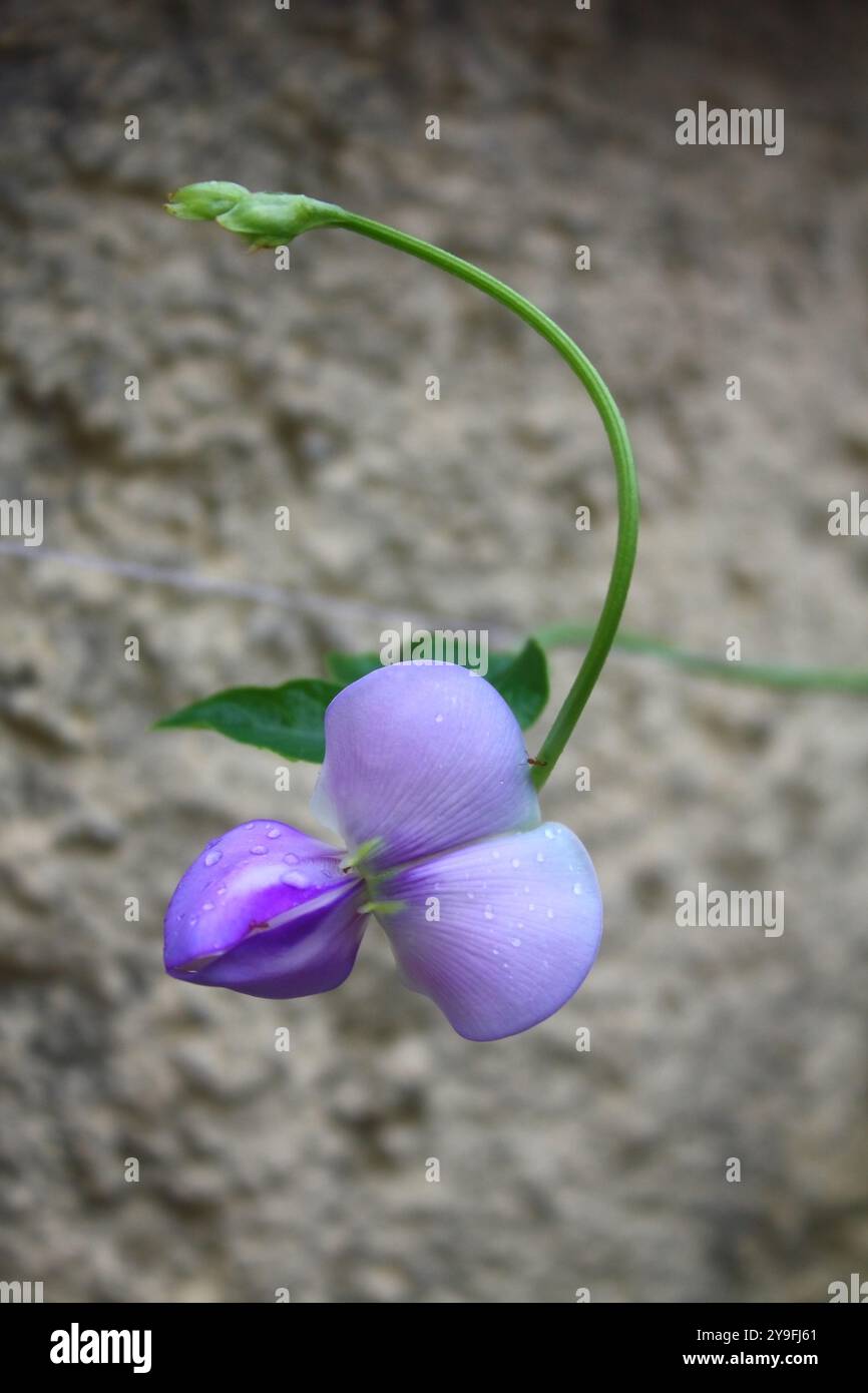 Detail of colorful flowers with various shades of lilac of the Vigna ...