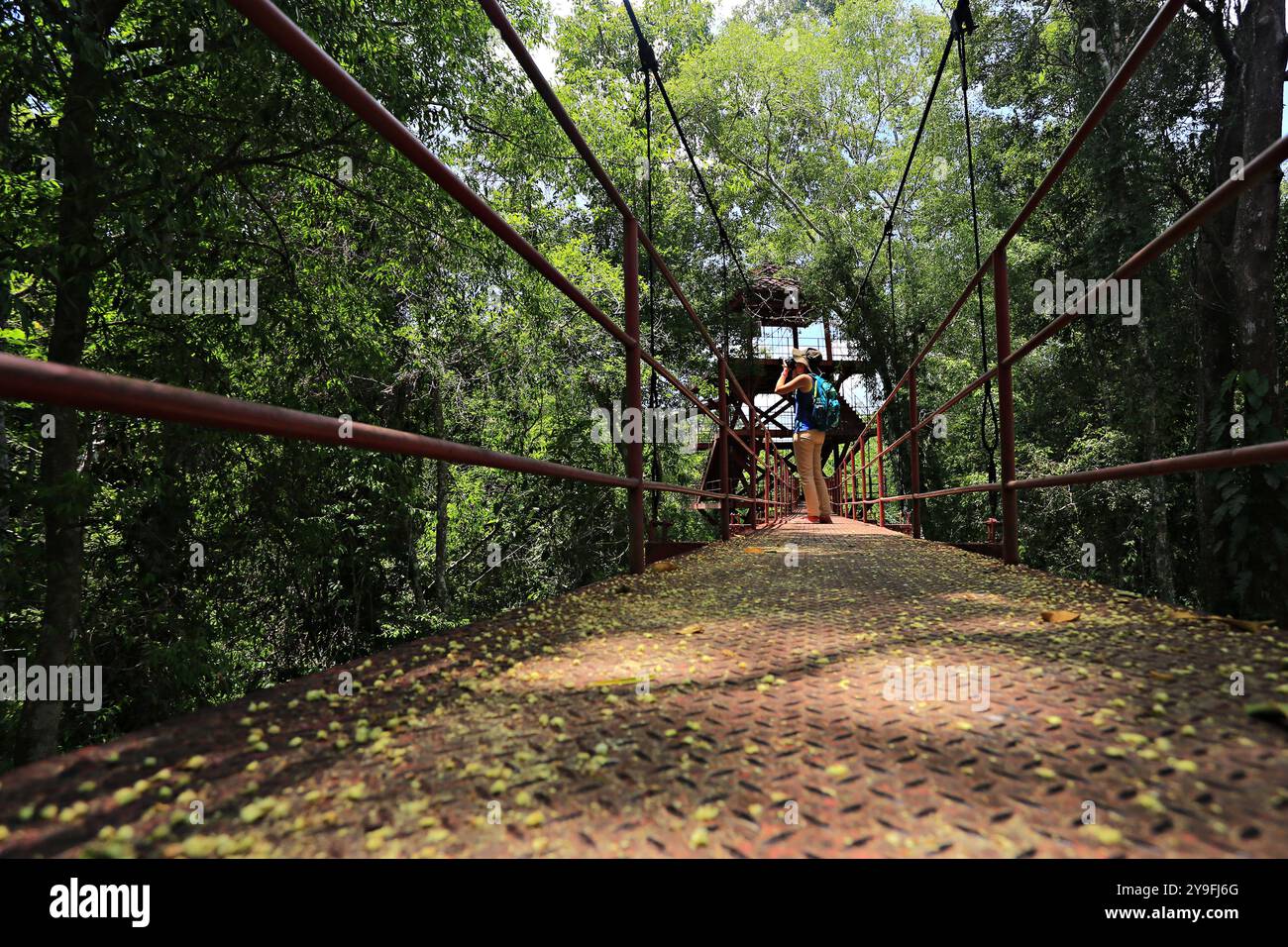 The tree canopy bridge is a highlight of the nature walk. Southern ...