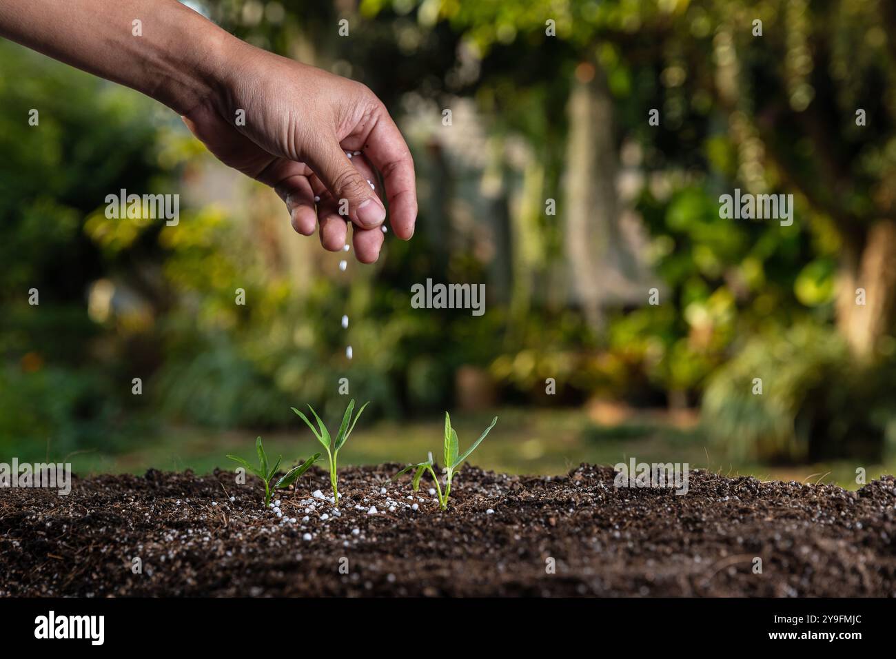 Farmer giving granulated fertilizer to young seedling sprout plants ...