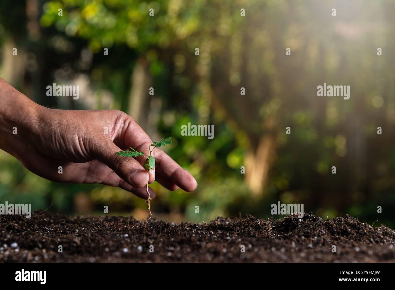 Human hands planting young hi-res stock photography and images - Alamy
