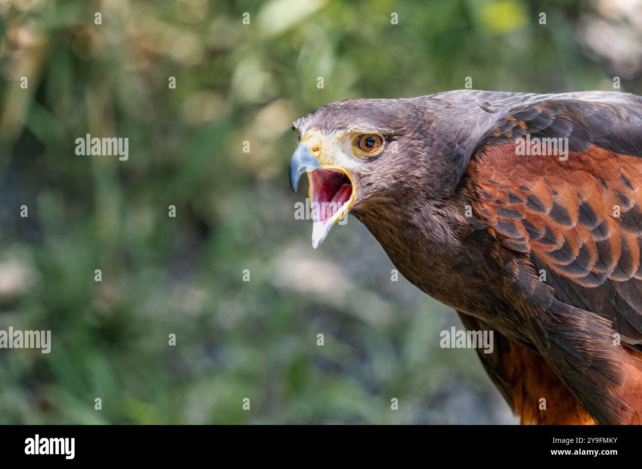 Close up detail with a Harris s hawk (Parabuteo unicinctus). Portrait ...