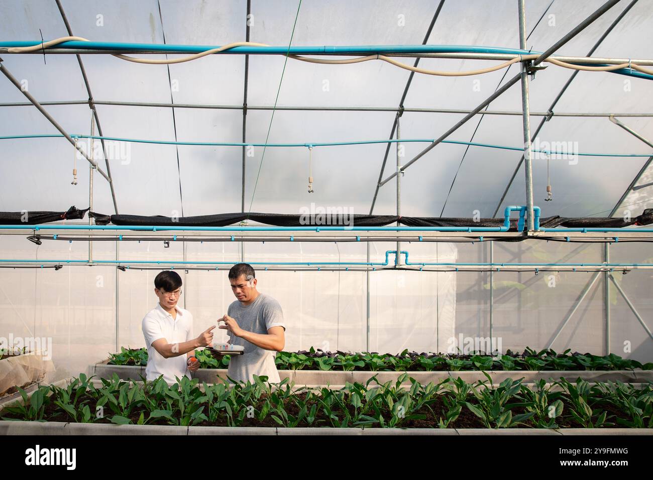 Farmer monitoring organic vegetable in plant nursery greenhouse farm ...