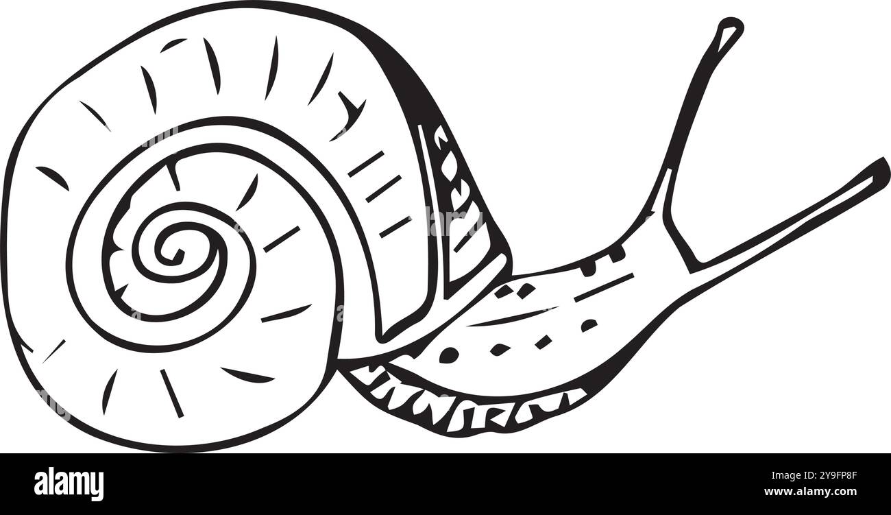A snail hand-drawn in black ink on a white background. The illustration ...