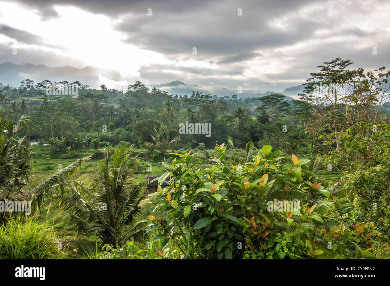 tropical landscape. Rice fields jungle and lots of nature on an island ...
