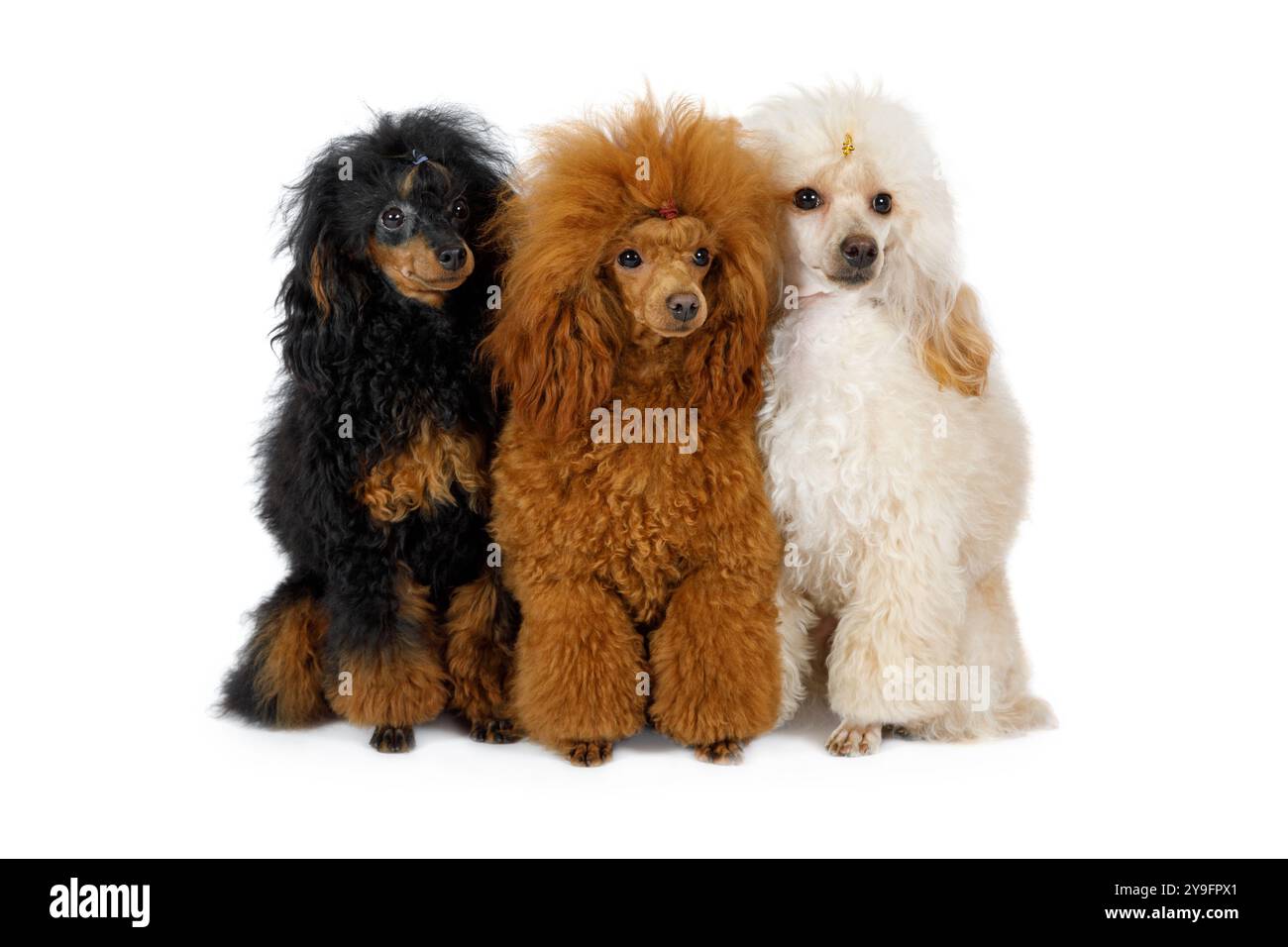 Three Toy Poodle dogs of different colors sitting on a white background ...