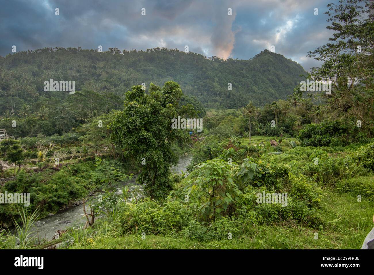 tropical landscape. Rice fields jungle and lots of nature on an island ...