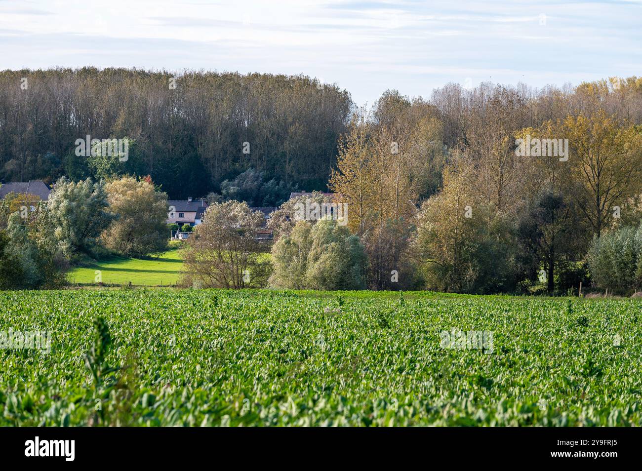 Green beet fields and hills of farmland in Zottegem, East Flemish ...