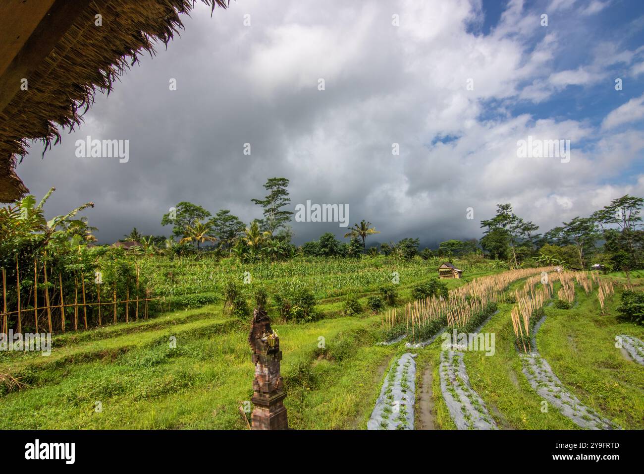 tropical landscape. Rice fields jungle and lots of nature on an island ...