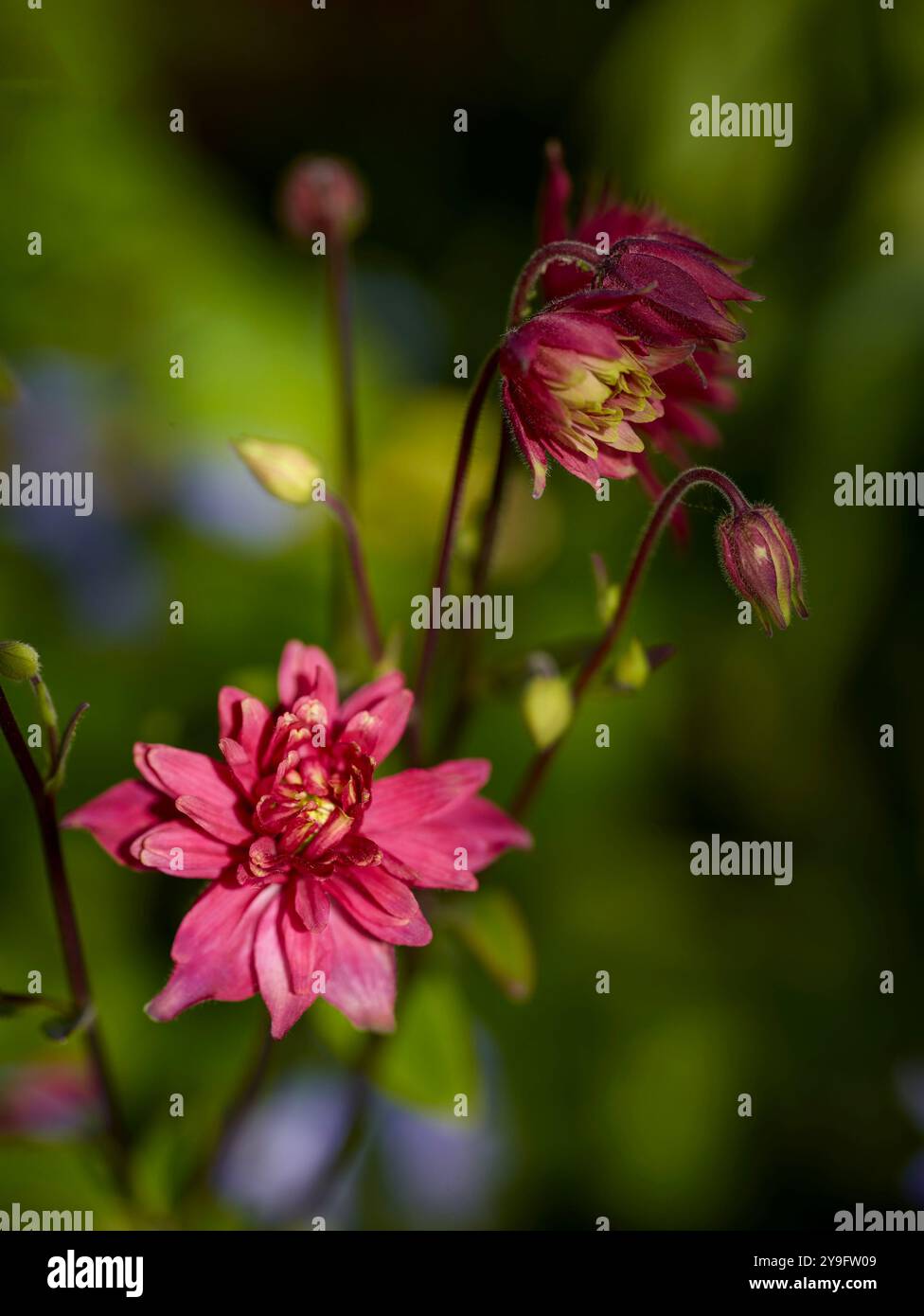 Downy mildew aquilegia hi-res stock photography and images - Alamy