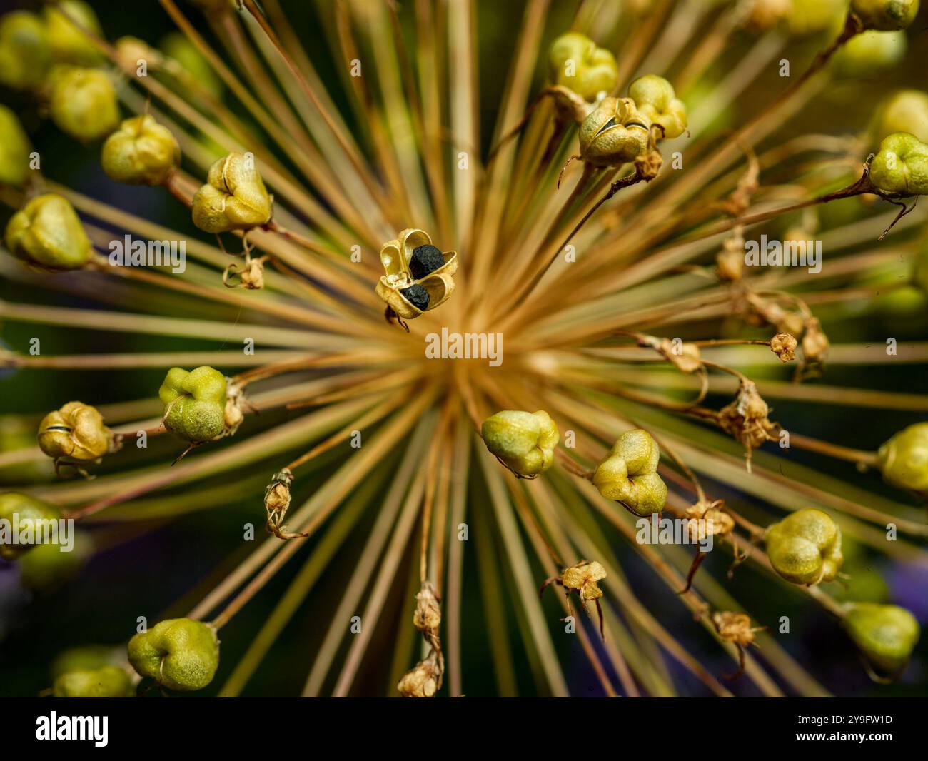 Natural close up, semi-abstract, patterns in nature / plantlike ...