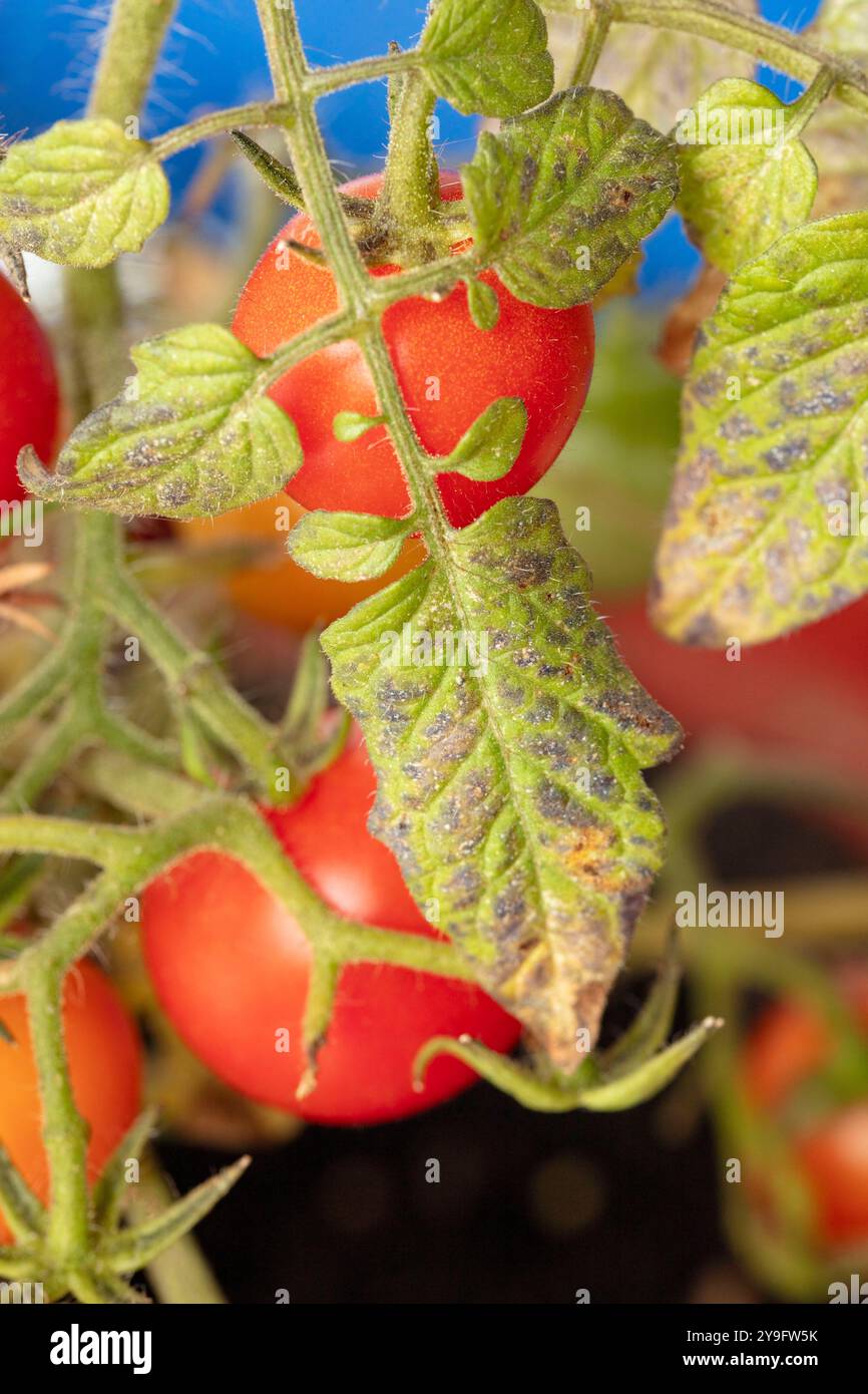 Natural close up fruit / vegetable portrait of the petite and prolific ...