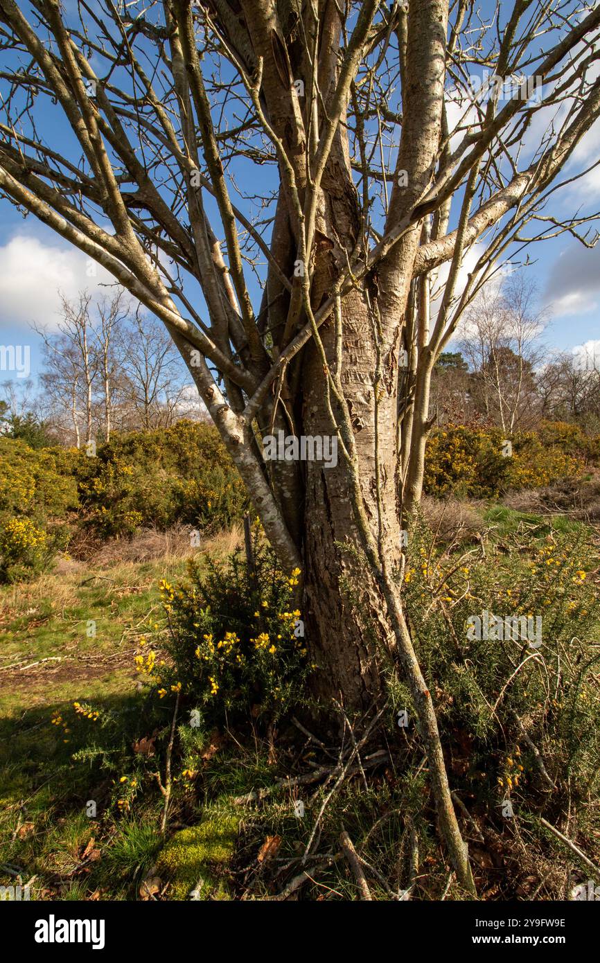 Intimate spring landscape at Keston Common with Gorse, tree and lovely ...