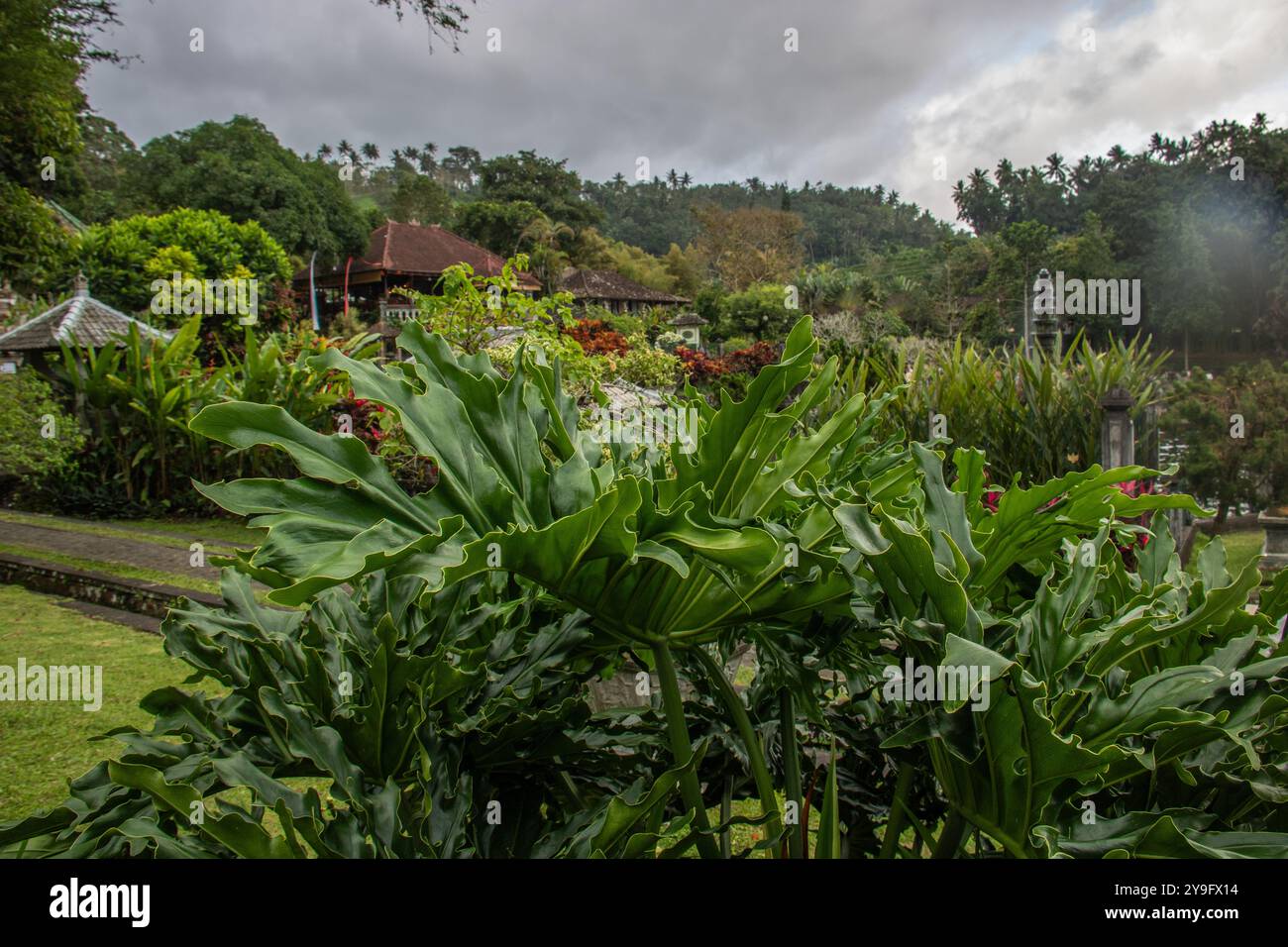 tropical landscape. Rice fields jungle and lots of nature on an island ...