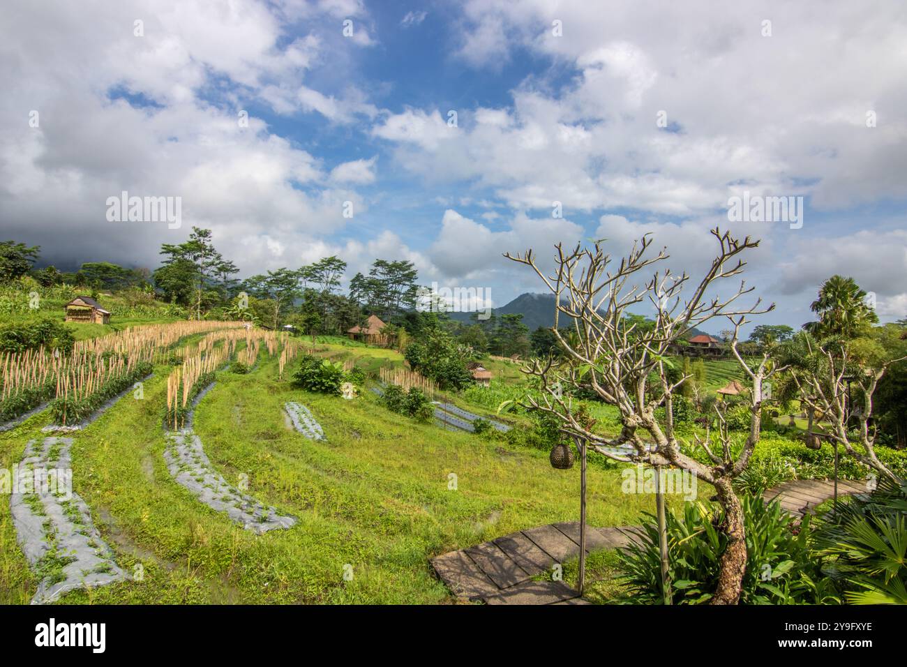 tropical landscape. Rice fields jungle and lots of nature on an island ...