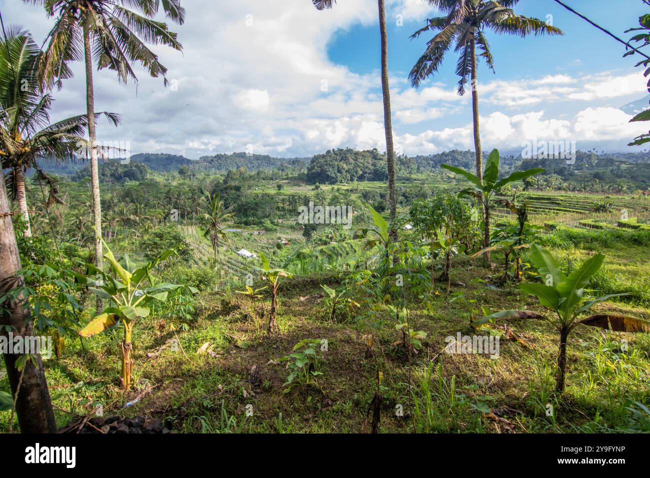 tropical landscape. Rice fields jungle and lots of nature on an island ...