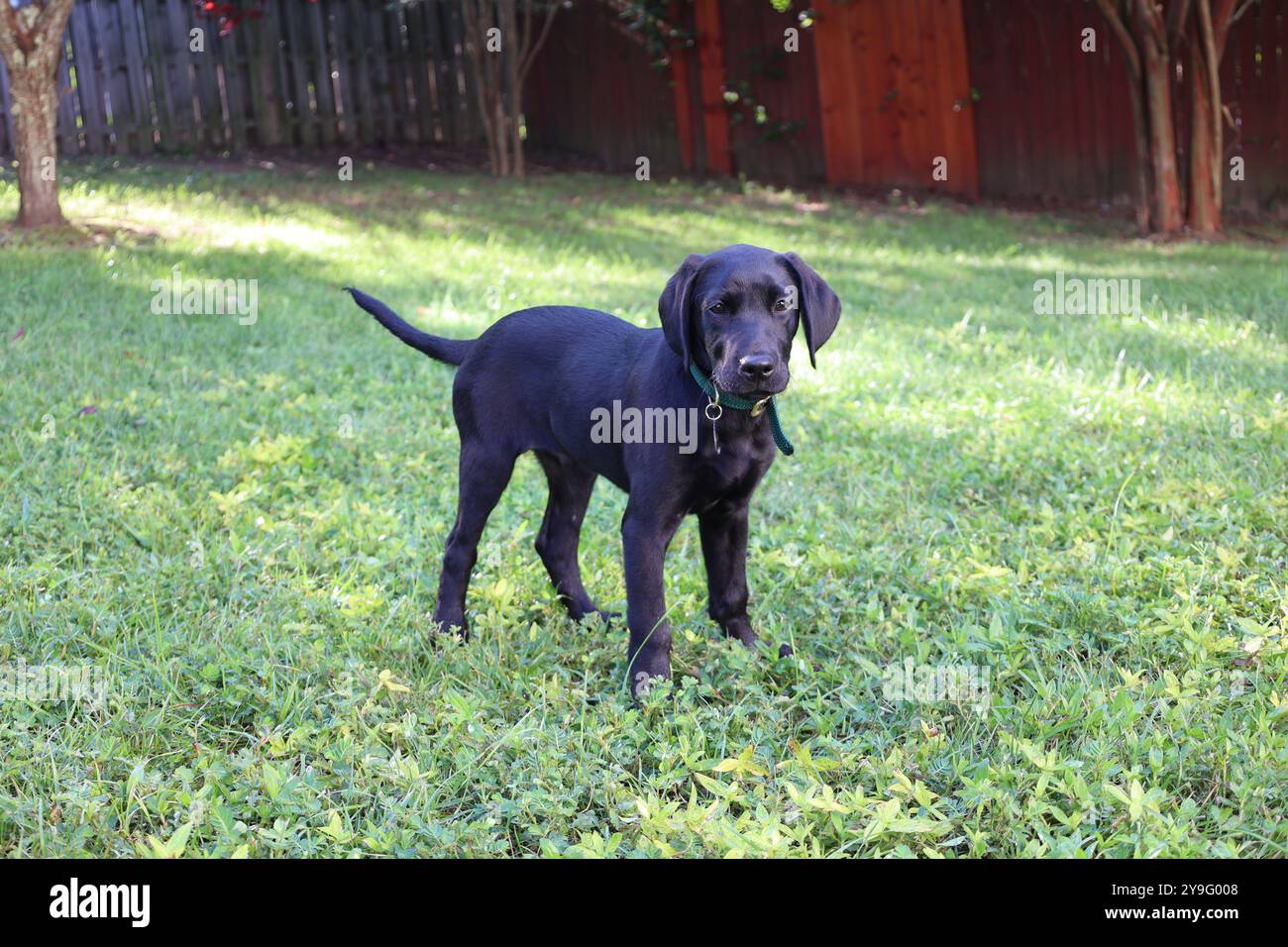 Adorable Labrador Retriever Puppy | Playful, Curious, and Full of Joy ...