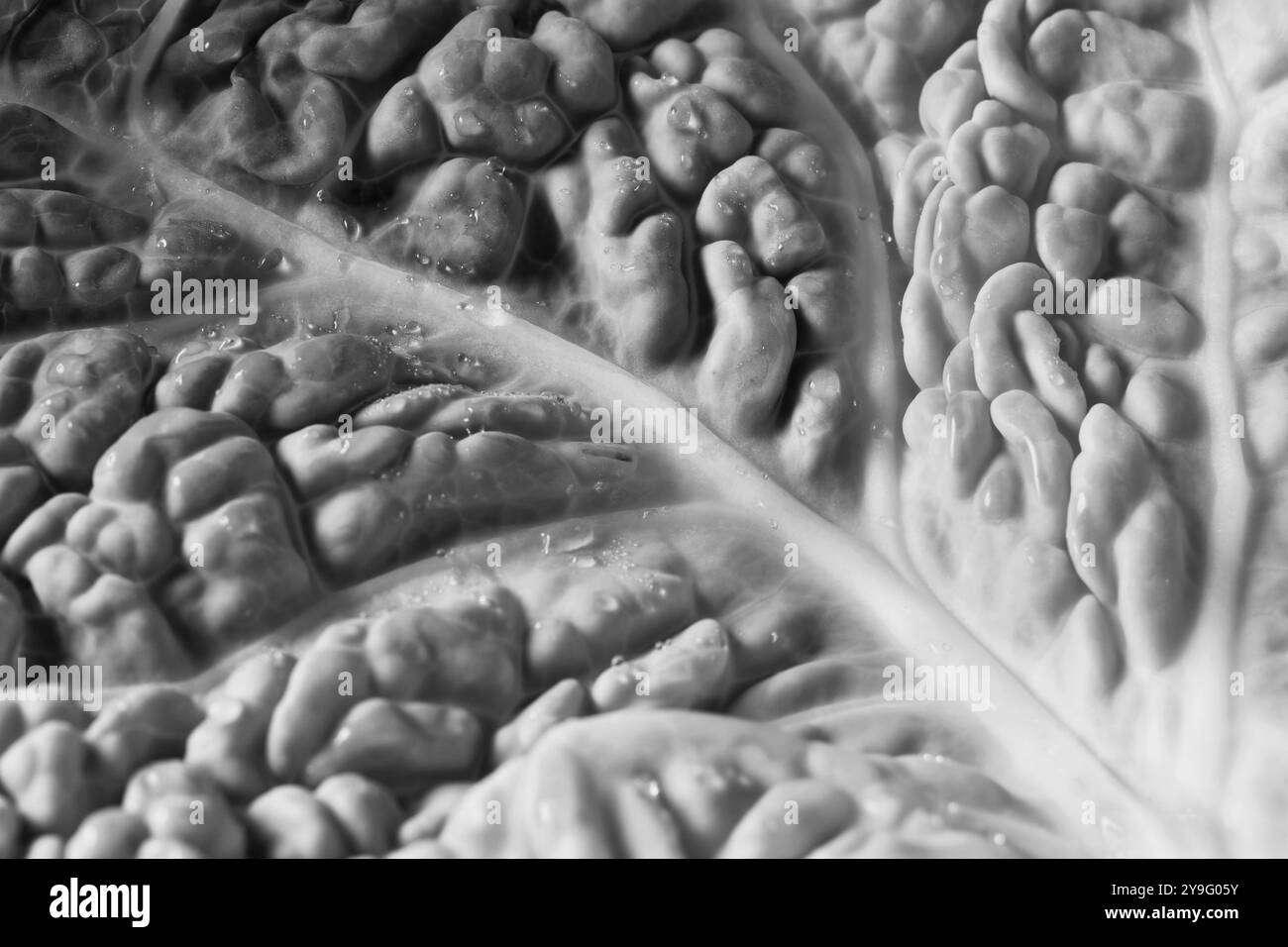 Detail of savoy cabbage monochrome , winter vegetable Stock Photo - Alamy