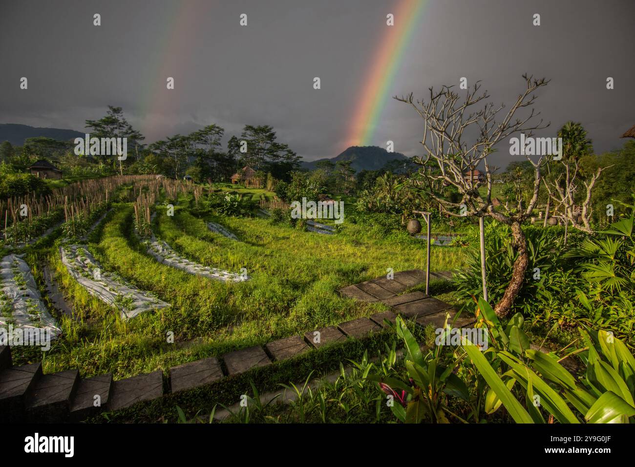 tropical landscape. Rice fields jungle and lots of nature on an island ...